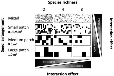 Schematic Diagram For Seeding Pattern Of Species Richness And Seed Download Scientific Diagram