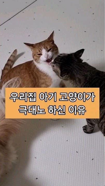 완전 눈물콧물이야~ 고양이 쇼츠 Youtube