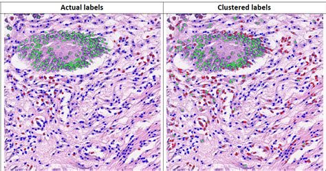 github amirtabatabaei git cellcluster featuresextraction cell
