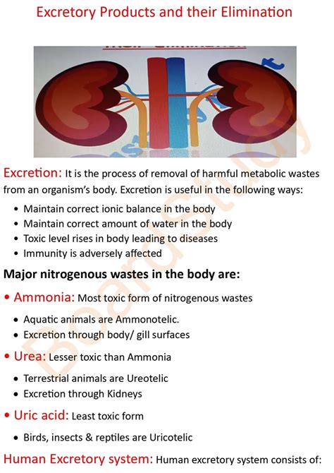 The Human Excretory System And Its Excretory Products Simplified