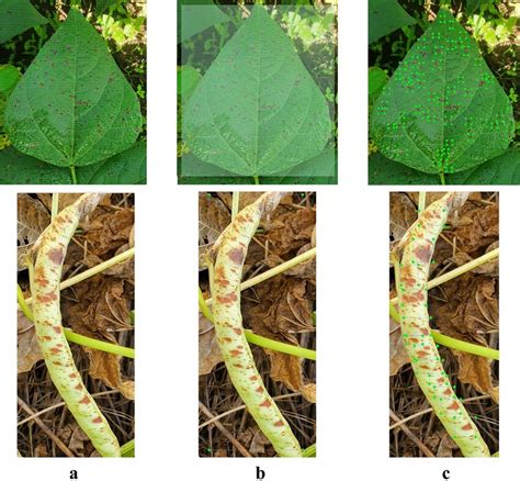 demonstration of the annotation process as als class leaf and pod