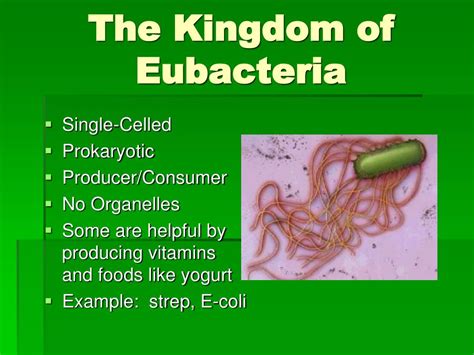 Kingdom Eubacteria Examples Organisms