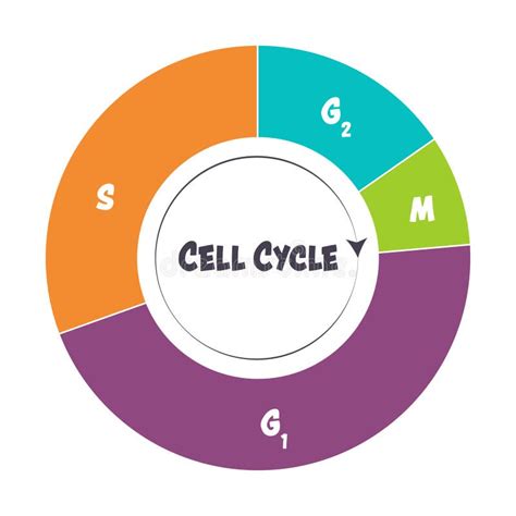 Phases Of The Cell Cycle Scientific Illustration Graphic Stock Illustration Illustration Of