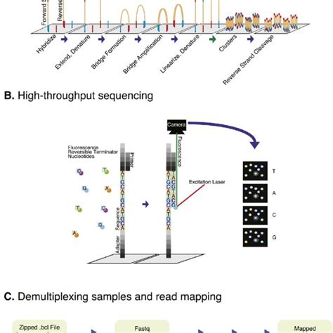 Chip And Atac Sequencing Workflow And Analysis Retina Is Dissected