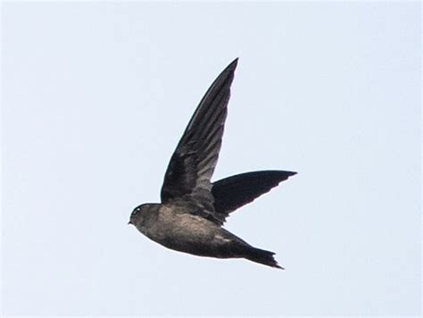 Philippine Swiftlet Ebird