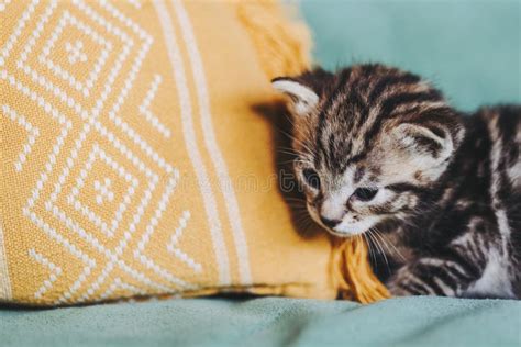 Adorable Baby Tabby Kitten Sitting on the Sofa Stock Image - Image of ...