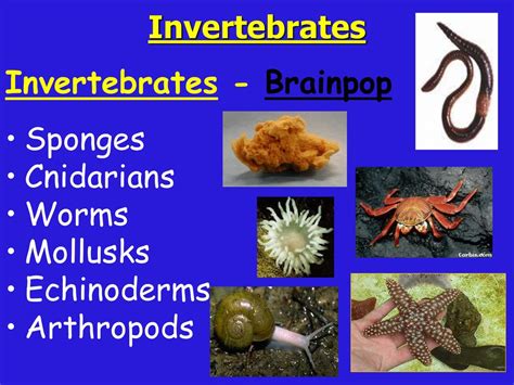 Unit 5 Kingdom Animalia Kingdom Animalia Complex Multi Cellular