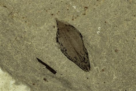 Valved Seed Pod Fossil Green River Formation Utah For Sale FossilEra Com