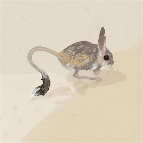 Desert • Kangaroo Mouse⁠ • Close Up