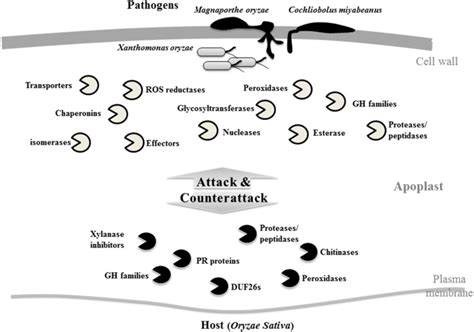 Understanding The Plant Pathogen Interactions In The Context Of Proteomics Generated Apoplastic