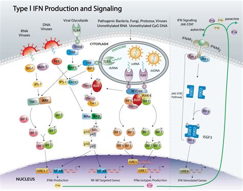 Signaling Pathway Gamma Interferon At Cinda Wold Blog