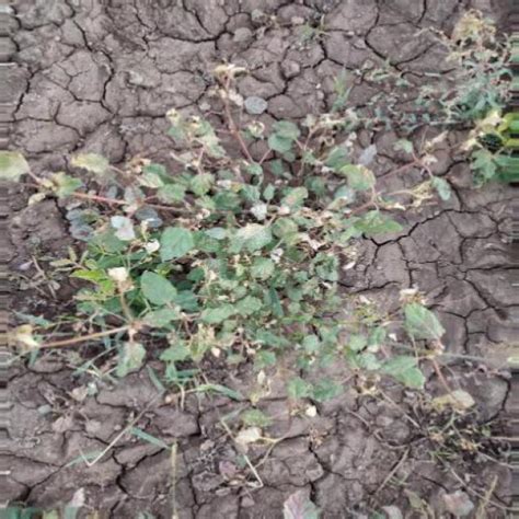 Weed Object Detection Dataset And Pre Trained Model By Caries Detection 1