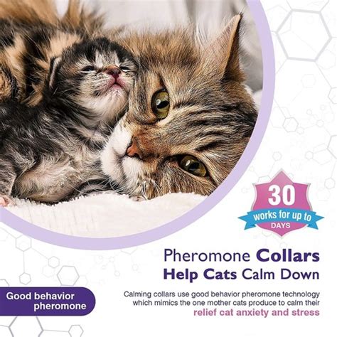 Cat Calming Comfort Collar Anxiety Relief And Soothing Cat Accessory Ebay