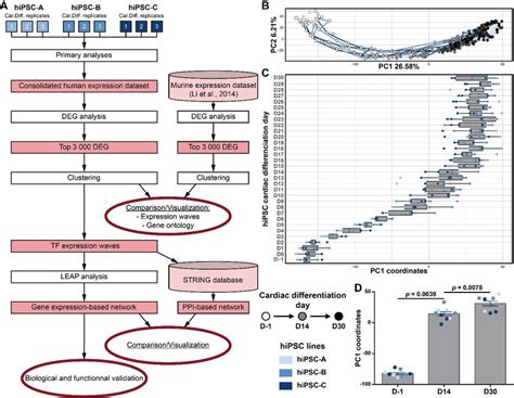 transcriptomic time course analysis of hipsc cardiac differentiation