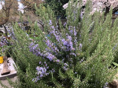 Garden Mapping With Gis “time For Spring Mapping Synthos Your Gis And Mapping Consulting