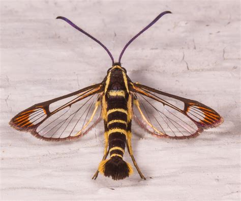 Mimicry Roads End Naturalist