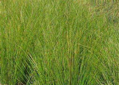 Juncus Usitatus Wholesale Nursery Nurseries In Melbourne Sydney And Brisbane Plantmark