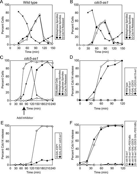 Apc C Cdh1 Mediated Degradation Of The Polo Kinase Cdc5 Promotes The