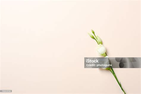 편평한 누워 상단 보기 스프레이 파스텔 핑크 배경에 흰 꽃잎과 분기 텍스트에 대 한 복사 공간을 가진 여 성스러운 배경 0명에