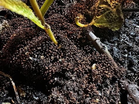 Natural Radioactivity R Geoscience