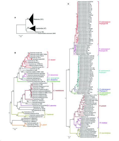 maximum likelihood phylogenetic trees constructed using concatenated