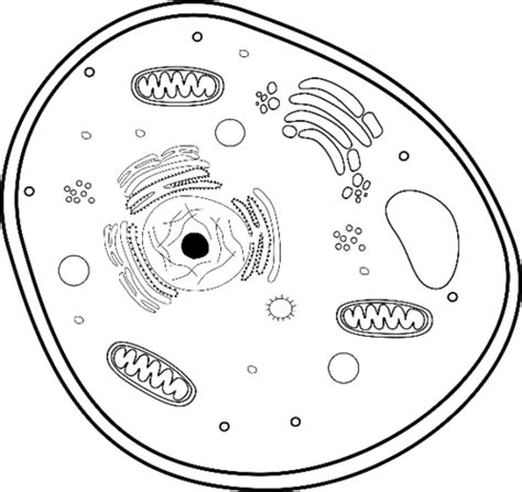 Eukaryotes And Prokaryotes Flashcards Quizlet