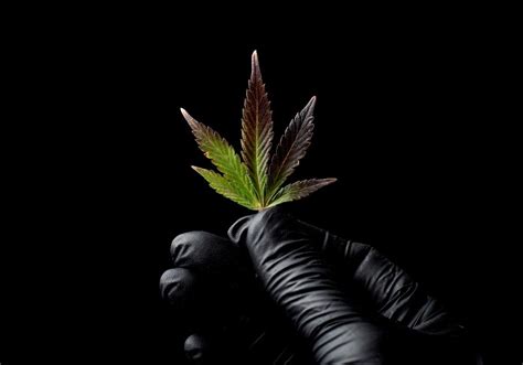 Hhc P 101 Benefits And Effects Of The Hhc P Cannabinoid