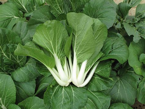 White Stem Pechay Seeds 1 644 Seeds Black Behi Lazada Ph
