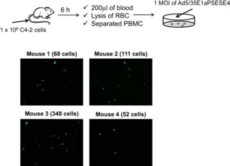 Prostate Ctcs In Mice Marked By Ad535e1apsese4 A Total Of 1 × 106 Download Scientific Diagram