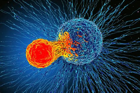 Scientists Shed Light On How Immune Cells Respond To Cancer Cells