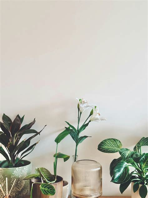 가정 원예 가정의 미학 거실 식물 공기 정화 식물 관엽식물 애호가 나뭇잎 녹지 다육식물 도시 정글 라이프스타일 미니멀리스트 장식 방의 악센트 부드러운