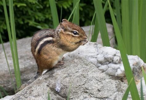 Difference Between Chipmunk And Gopher Difference Between Chipmunk Vs Gopher