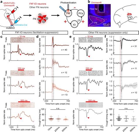 Excitatory Nucleo Olivary Pathway Shapes Cerebellar Outputs For Motor