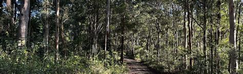 Whoa Boy Track Loop Via Cabbage Tree Range Track 14 Reviews Map