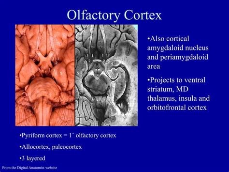 Ppt Olfactory System Amygdala And Hippocampus Powerpoint