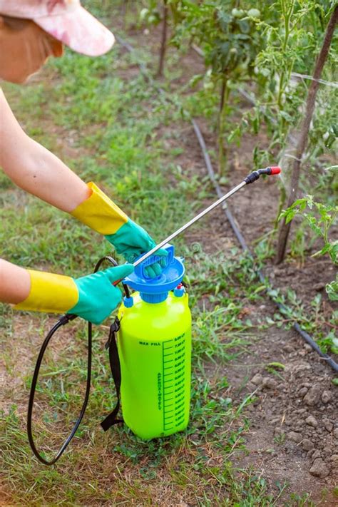 A Woman Sprays Tomato Plants In Her Garden Protecting Them From Pests