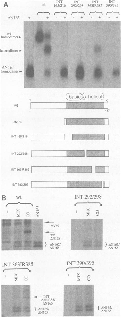 Sequencc Analysis Of The Ap 2 Dimerization Domain A Emsas Performed
