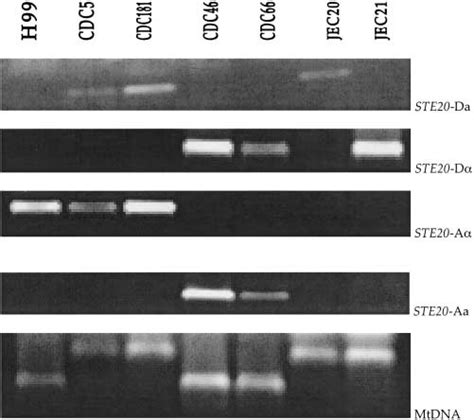 —genotypes At The Mating Type Locus Four Primer Download Scientific