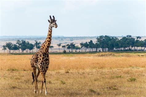 Jirafa Masai Características Hábitat Alimentos Y Reproducción