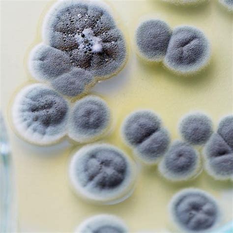 Fungi Kingdom Mold