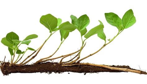 Premium Photo Botanical Elegance Leaf Stem Root Elevation Side View