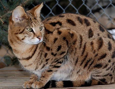 10 самых дорогих пород кошек которые стоят своих денег