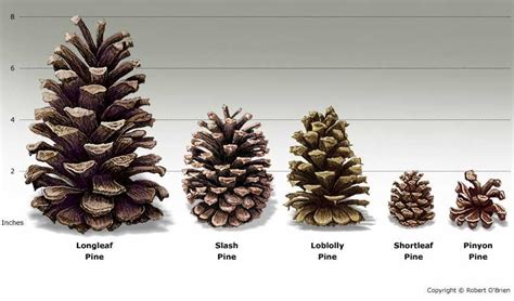 Pine Cone Identification Guide