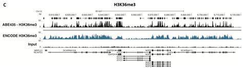 Chromatin Immunoprecipitation Chip Assay