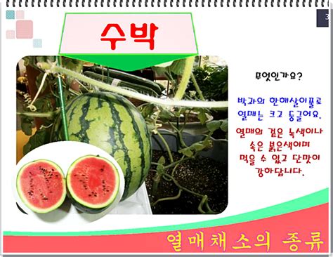 열매를 먹어요열매채소 이야기나누기상호작용 텃밭프로젝트채소프로젝트열매프로젝트식물프로젝트유아교육수업자료 네이버 블로그