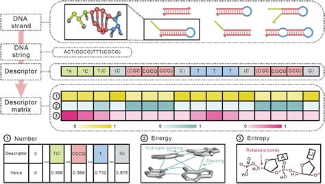 Predicting Dna Reactions With A Quantum Chemistry‐based Deep Learning Model Wang 2024