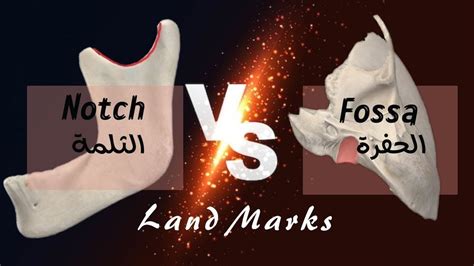 Difference Between Notch And Fossa الفرق بين الثلمة والحفرة Youtube