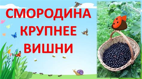 КРУПНОПЛОДНАЯ ЧЕРНАЯ СМОРОДИНА .ОБЗОР ЛУЧШИХ СОРТОВ черной смородины ...