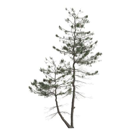 3d Illustration Of Pinus Strobus Tree Isolated On White Background Stock Illustration 3d Illustration Of Pinus Strobus Tree Isolated On White Background Stock Illustration
