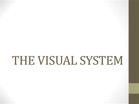 The Visual System